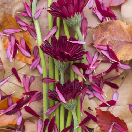 "Hope" series | 竹内陽子 YokoTakeuchi | フラワーアーティスト／Flower Artist／写真家／フォトグラファー